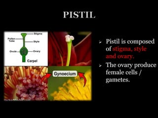 REPRODUCTION IN PLANTS | PPTX | Infertility | Reproductive Health