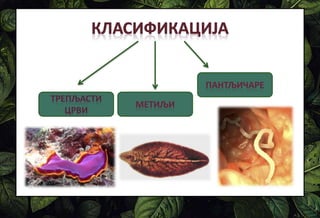 Pljosnati crvi | PPTX
