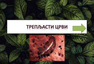 Pljosnati crvi | PPTX