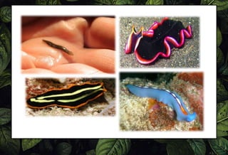 Pljosnati crvi | PPT