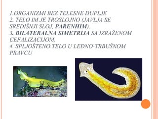 Pljosnati crvi tanja | PPT