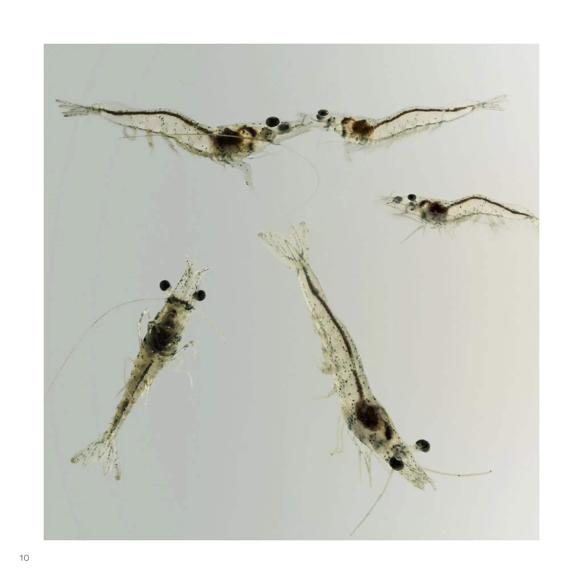 PL - innovative feed solution for blacktiger shrimp | PDF