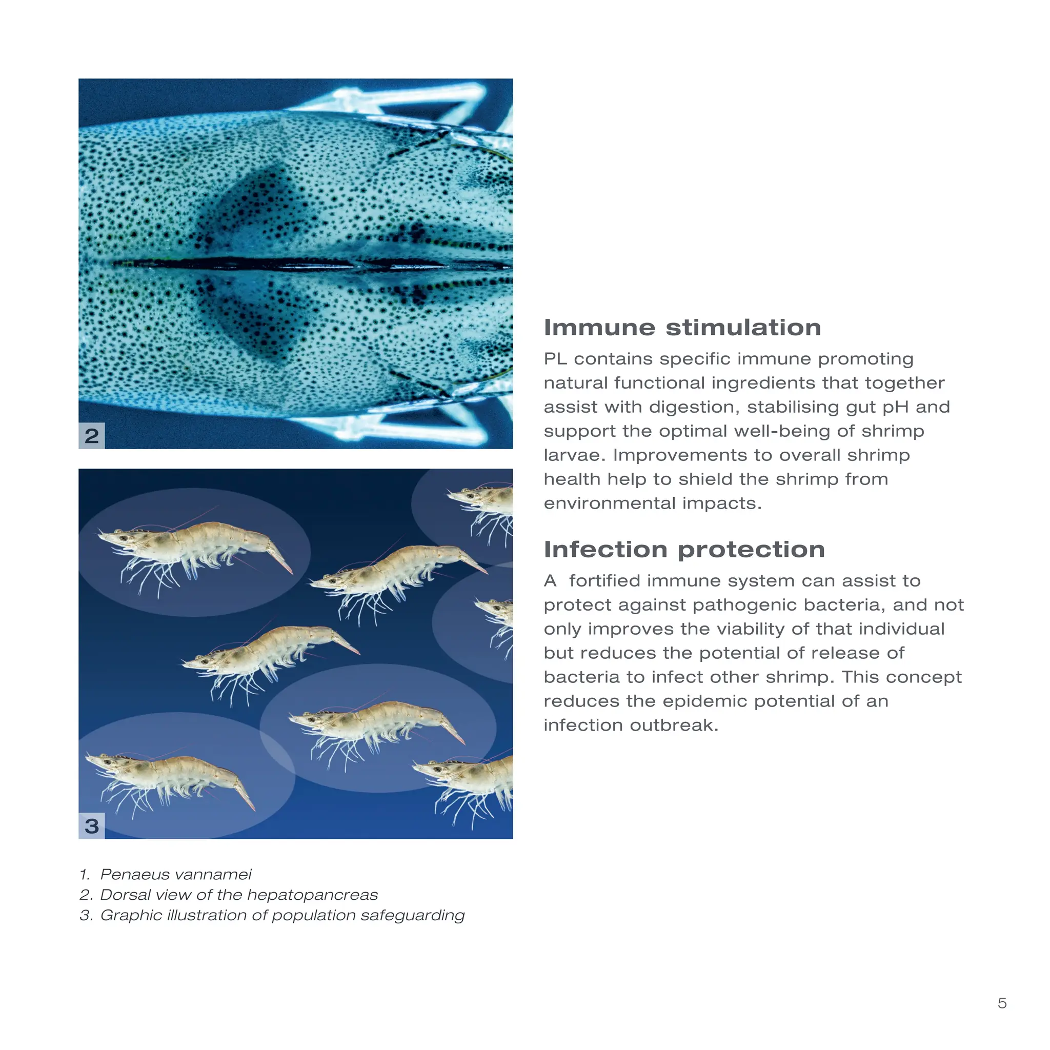 PL - innovative feed solution for blacktiger shrimp | PDF