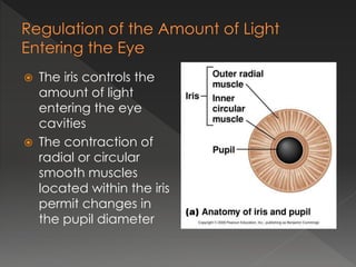 Func anatomy of eye | PPTX