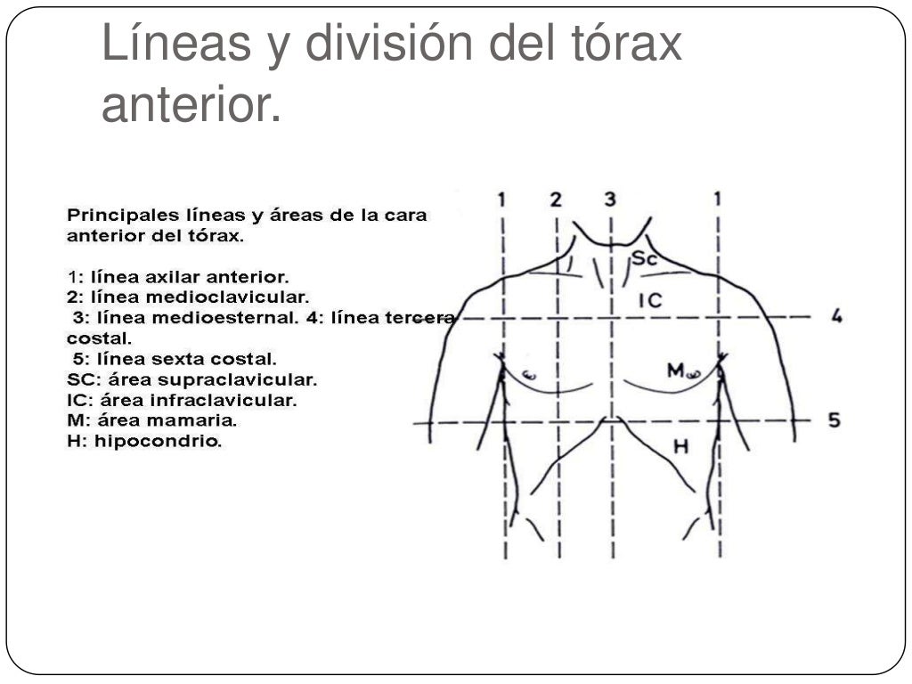 regiones anatómicas