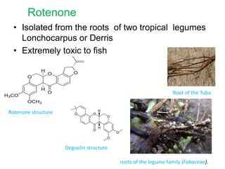 Botanical Insecticides and their Future Perspectives | PPT