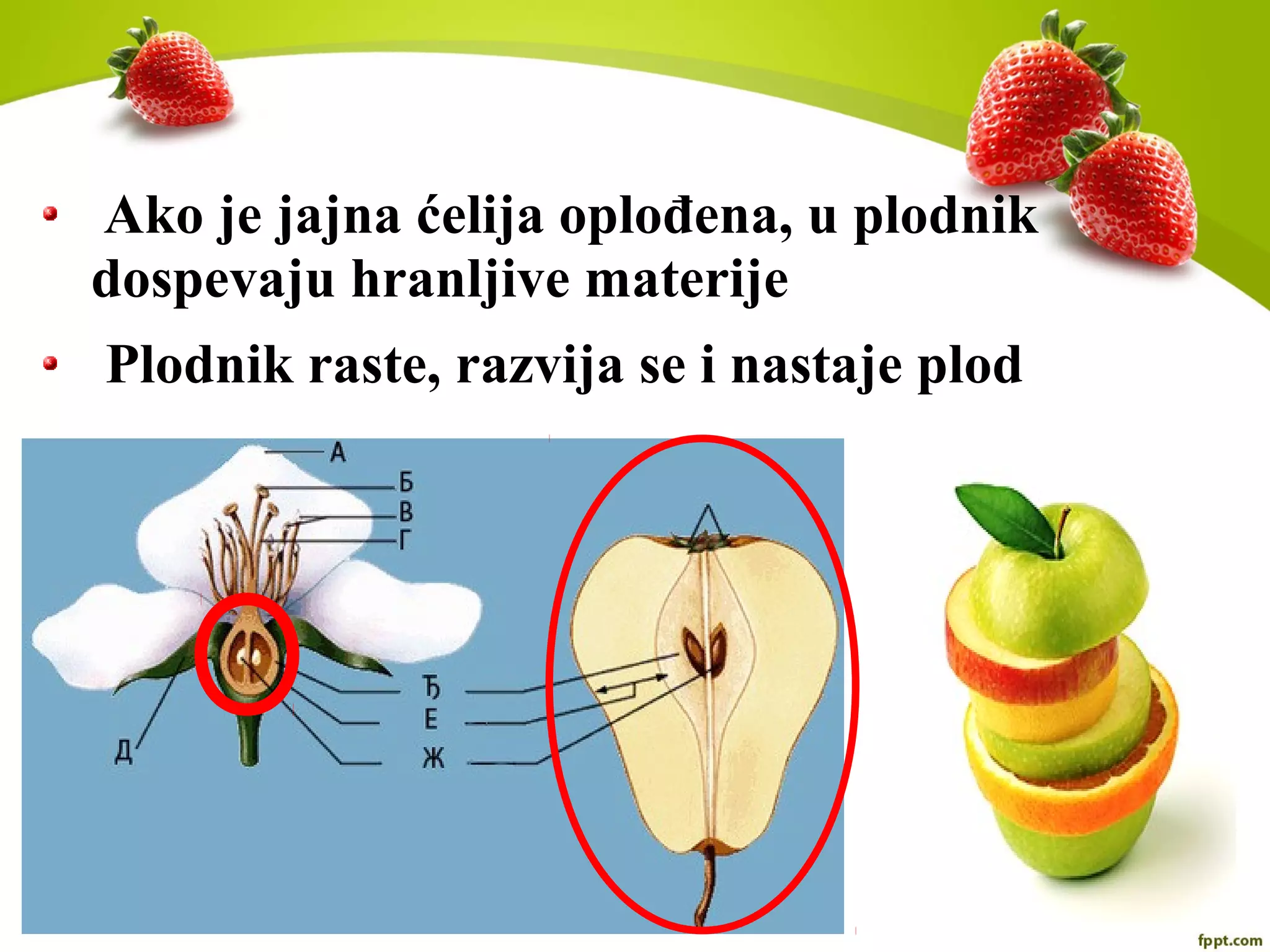 Plod i seme | PPT