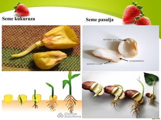 Plod i seme | PPT