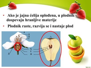 Plod i seme | PPT