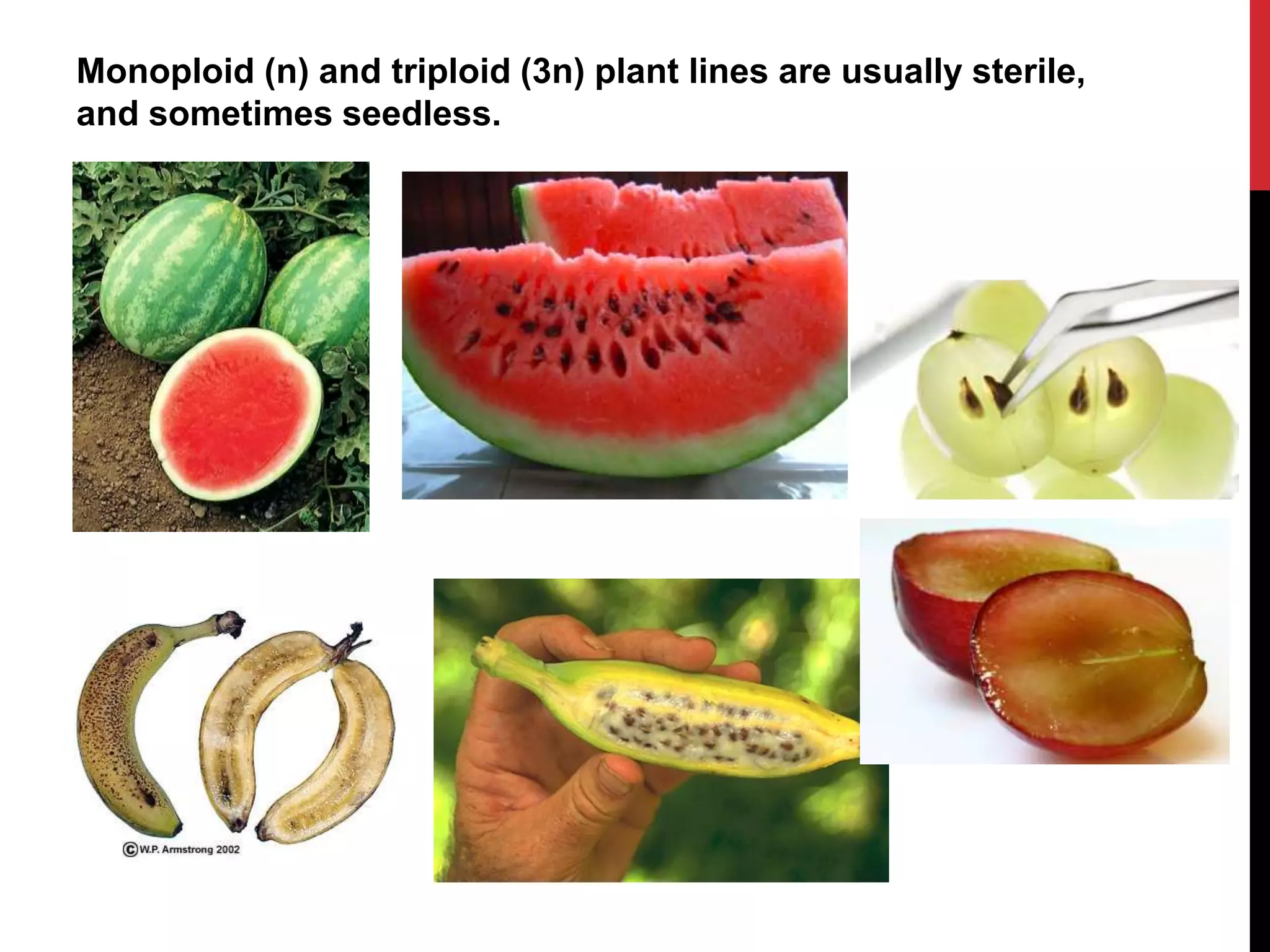 Nondisjunction and Polyploidy | PPTX