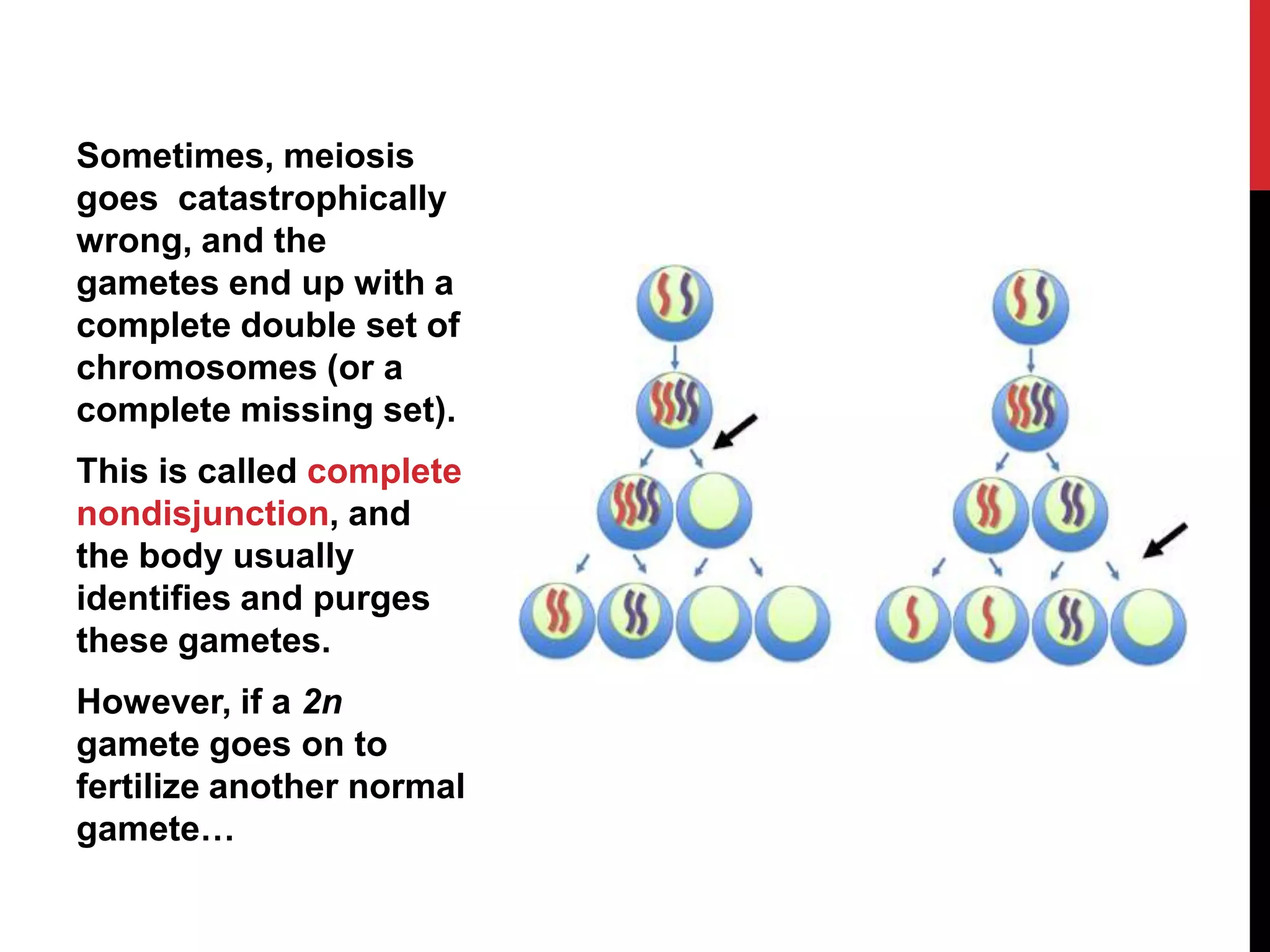 Nondisjunction and Polyploidy | PPTX