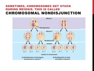 Nondisjunction and Polyploidy | PPTX