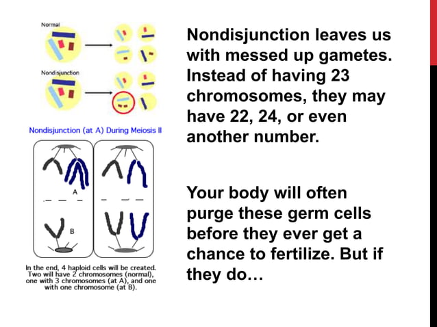 Nondisjunction and Polyploidy | PPTX