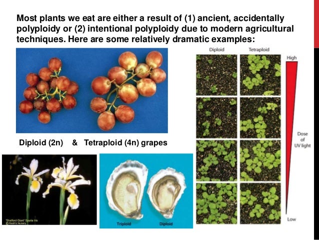 Polyploidy In Plants