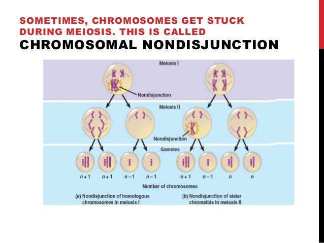 Nondisjunction and Polyploidy