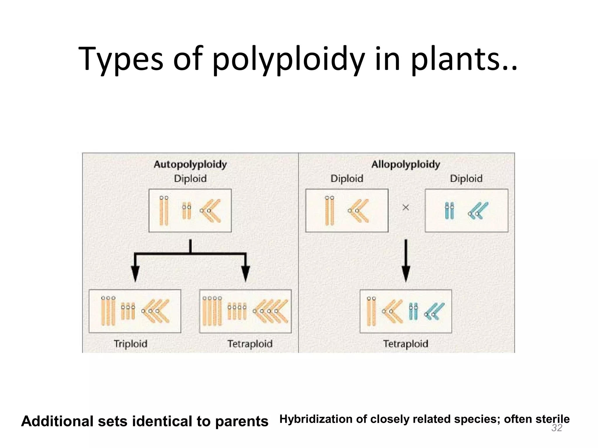Ploidy presentation | PPT