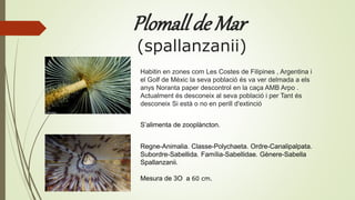 Plomall de mar | PPTX