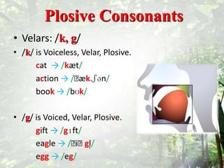 Plosives | PPT