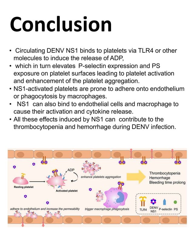 Ns1 protien in dengue virus causing thrombocytopenia. | PPTX | Infectious Diseases | Diseases ...