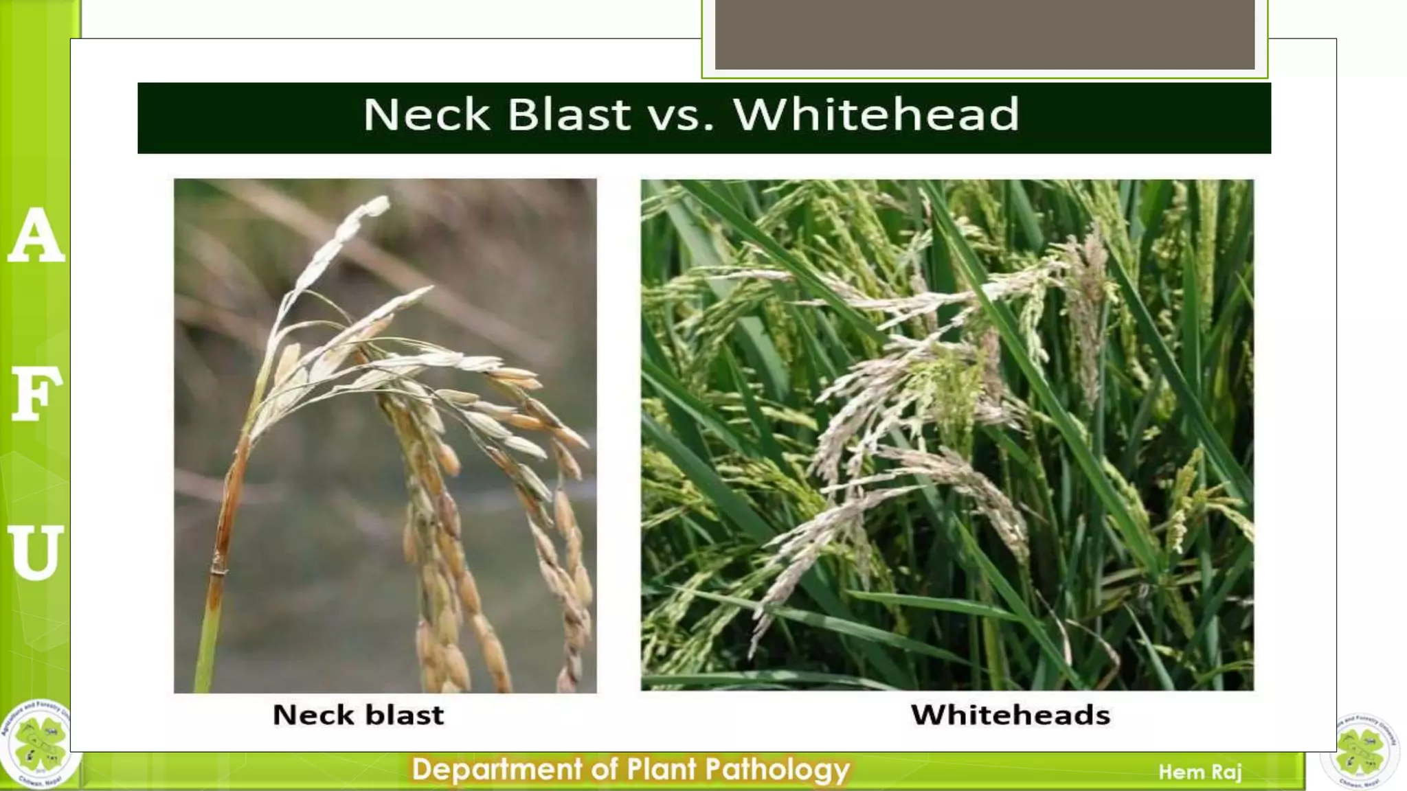 Major diseases of Rice and their management in Nepal | PPTX