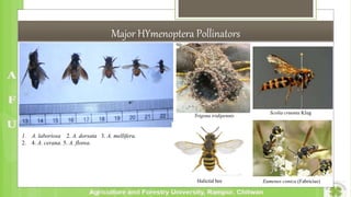 Seasonal management of honey bee and pollinators deficit in onion | PPTX
