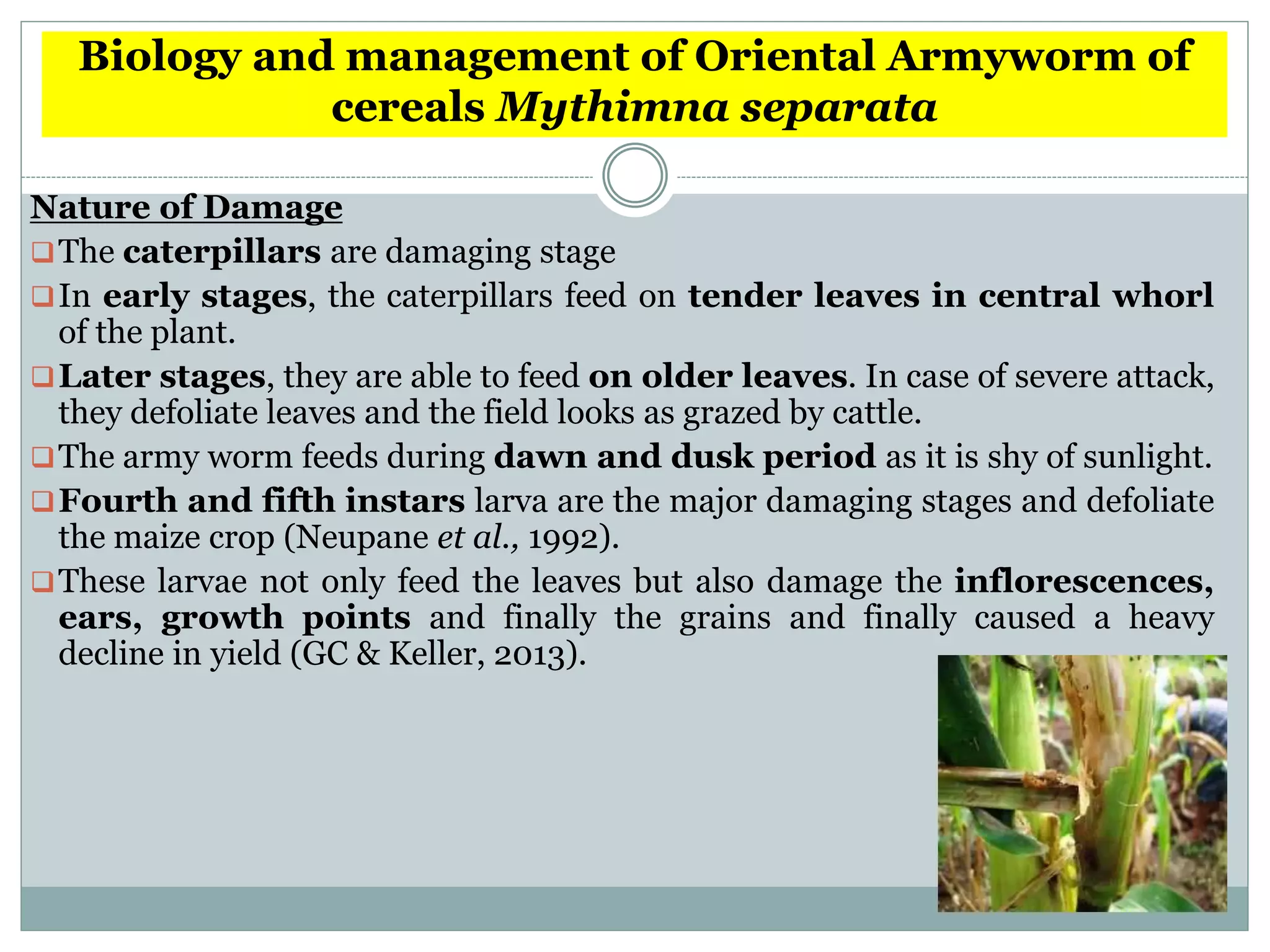 Biology and management of armyworm of cereals Mythimna separata walker ...