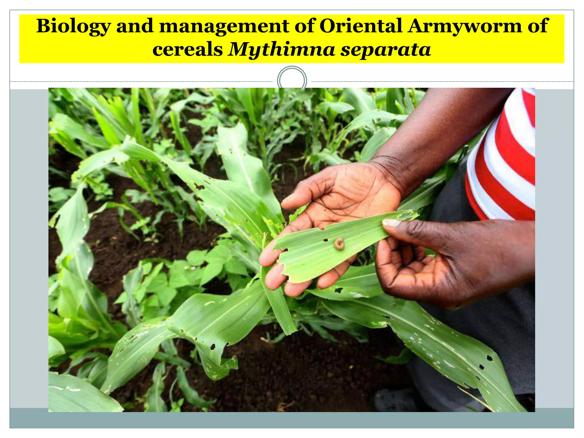 Biology and management of armyworm of cereals Mythimna separata walker ...