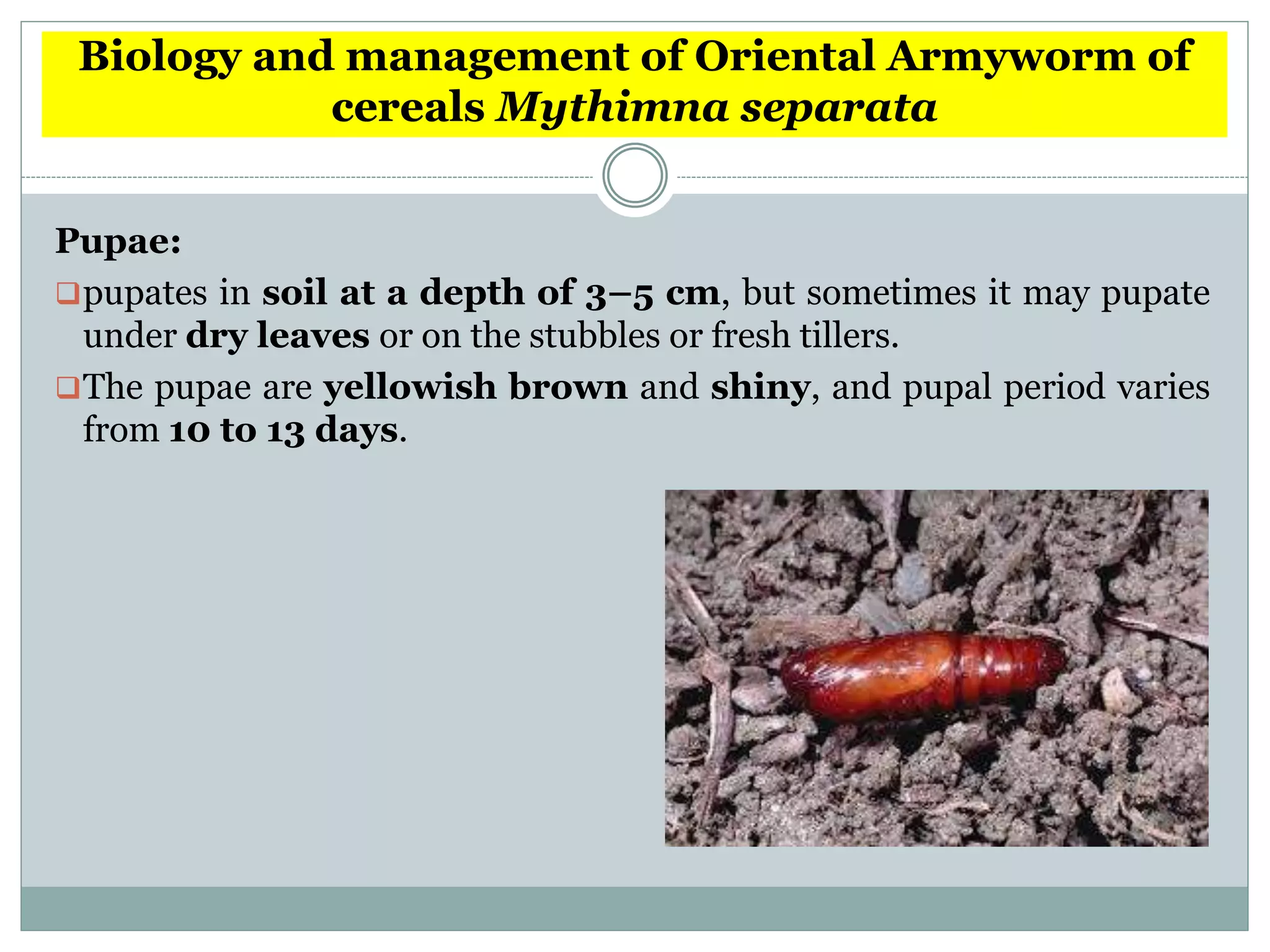 Biology and management of armyworm of cereals Mythimna separata walker ...