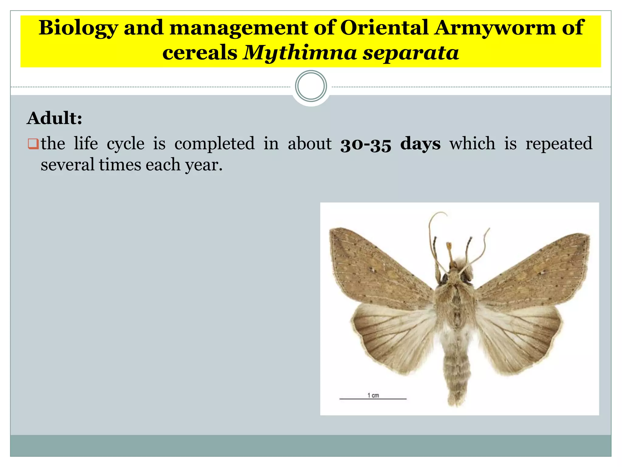 Biology and management of armyworm of cereals Mythimna separata walker ...