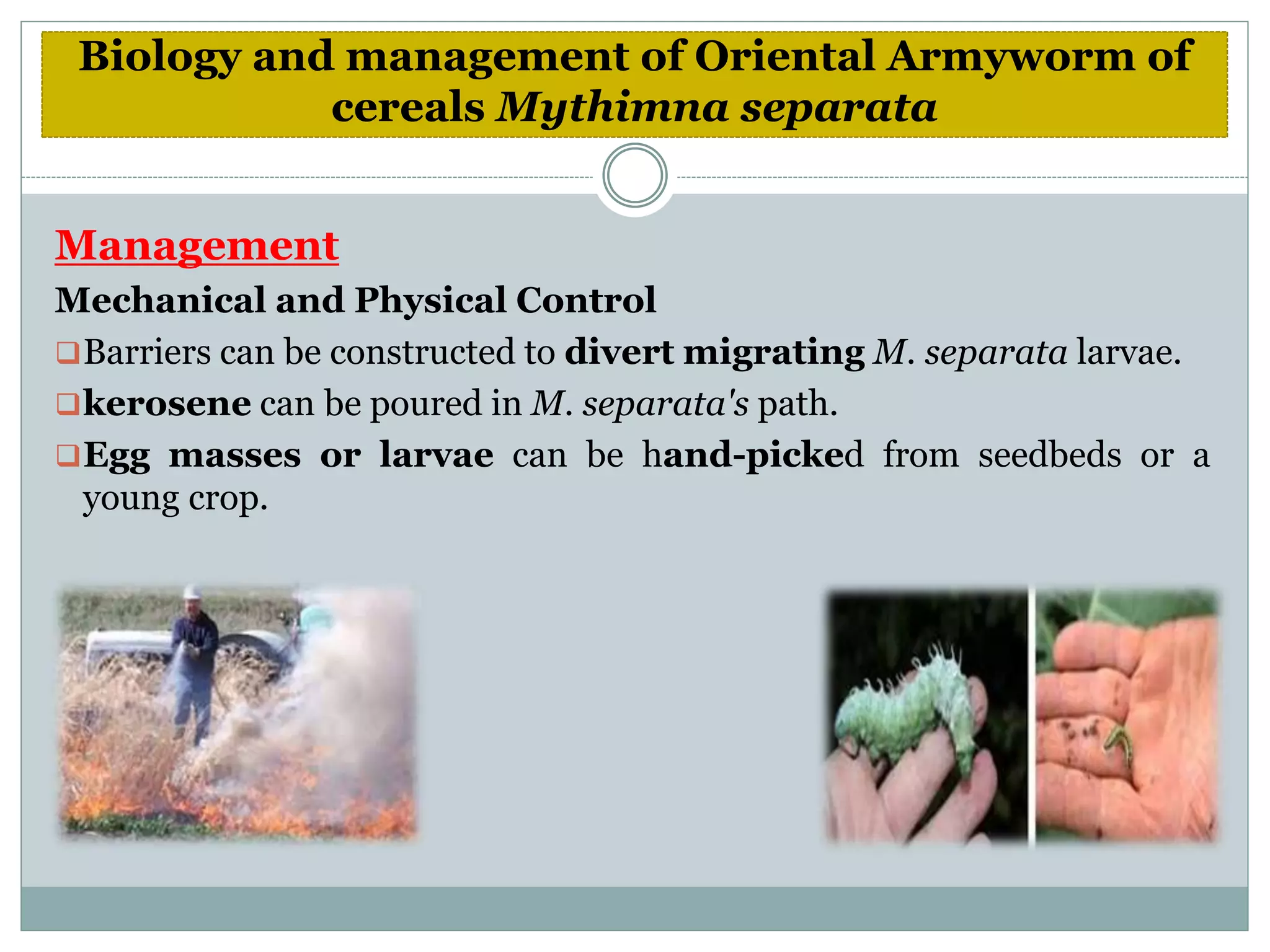 Biology and management of armyworm of cereals Mythimna separata walker ...