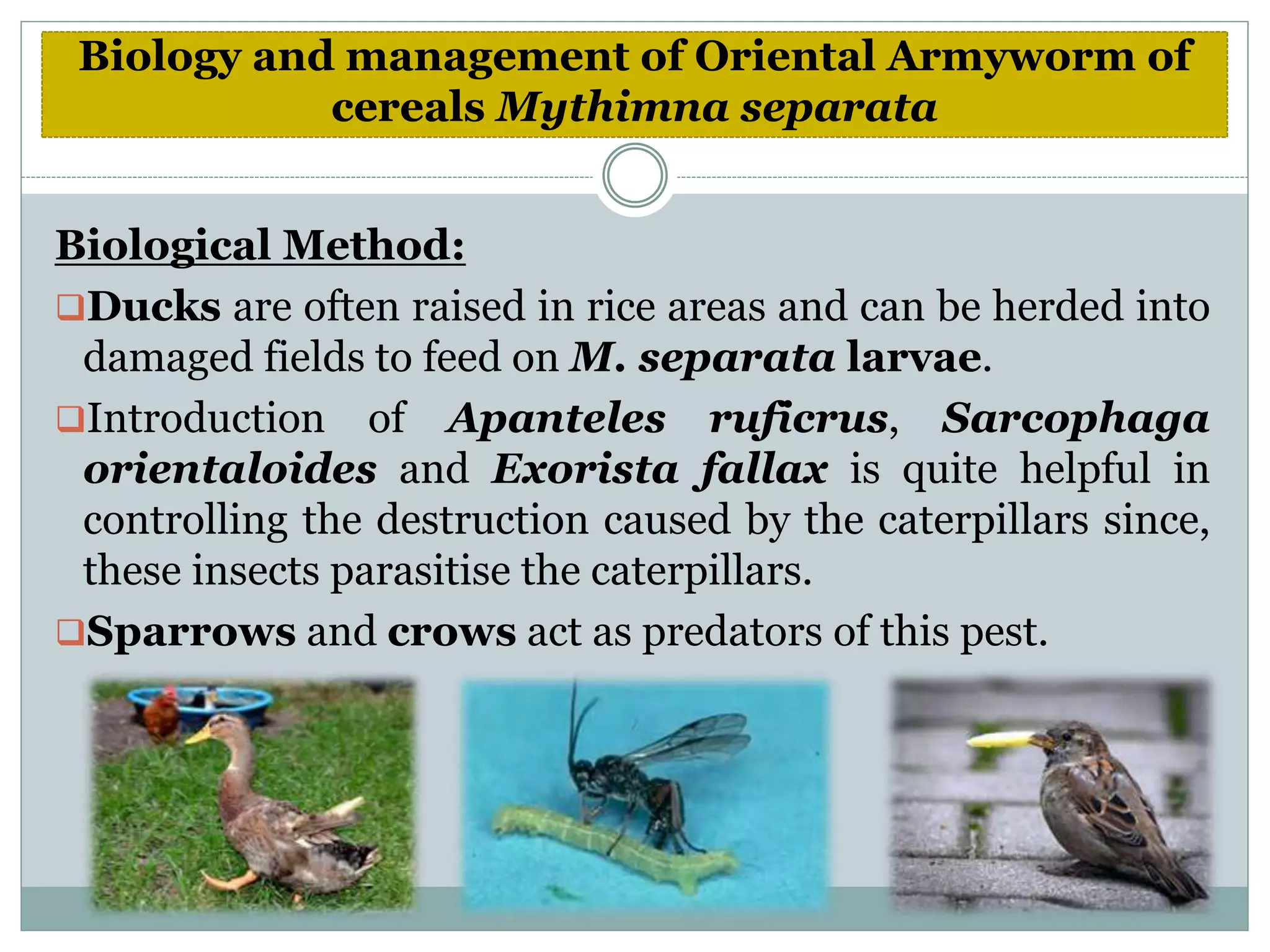 Biology and management of armyworm of cereals Mythimna separata walker ...