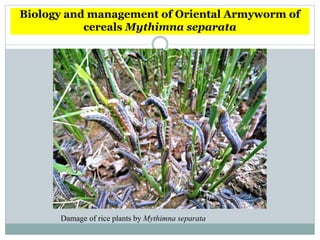 Biology and management of armyworm of cereals Mythimna separata walker ...