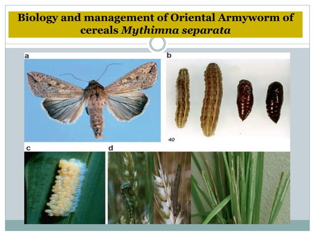 Biology and management of armyworm of cereals Mythimna separata walker ...