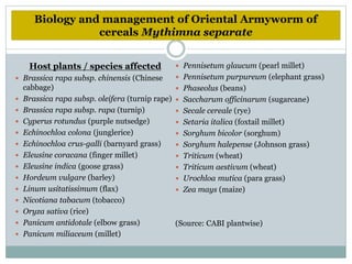 Biology and management of armyworm of cereals Mythimna separata walker ...