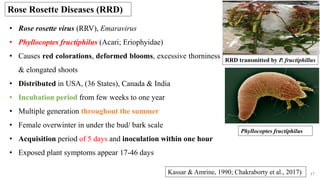 Eriophyoid Mites as Vector of Plant Pathogens | PPT