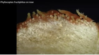 Eriophyoid Mites as Vector of Plant Pathogens | PPT