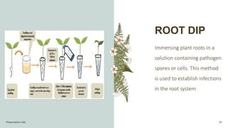 PLPT 6315.pptx plant diseases management | PPT
