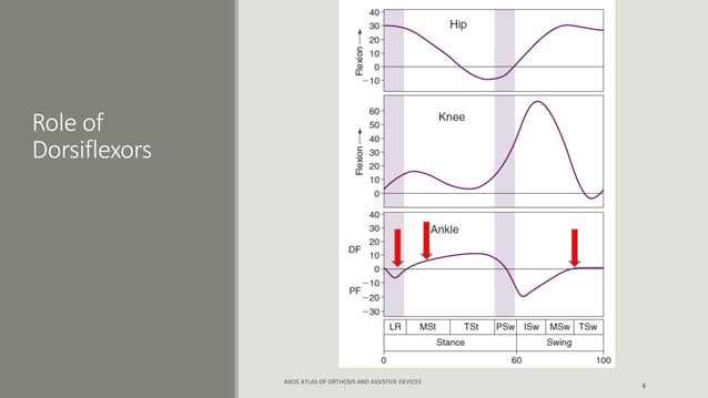 Posterior leaf spring orthosis | PPT