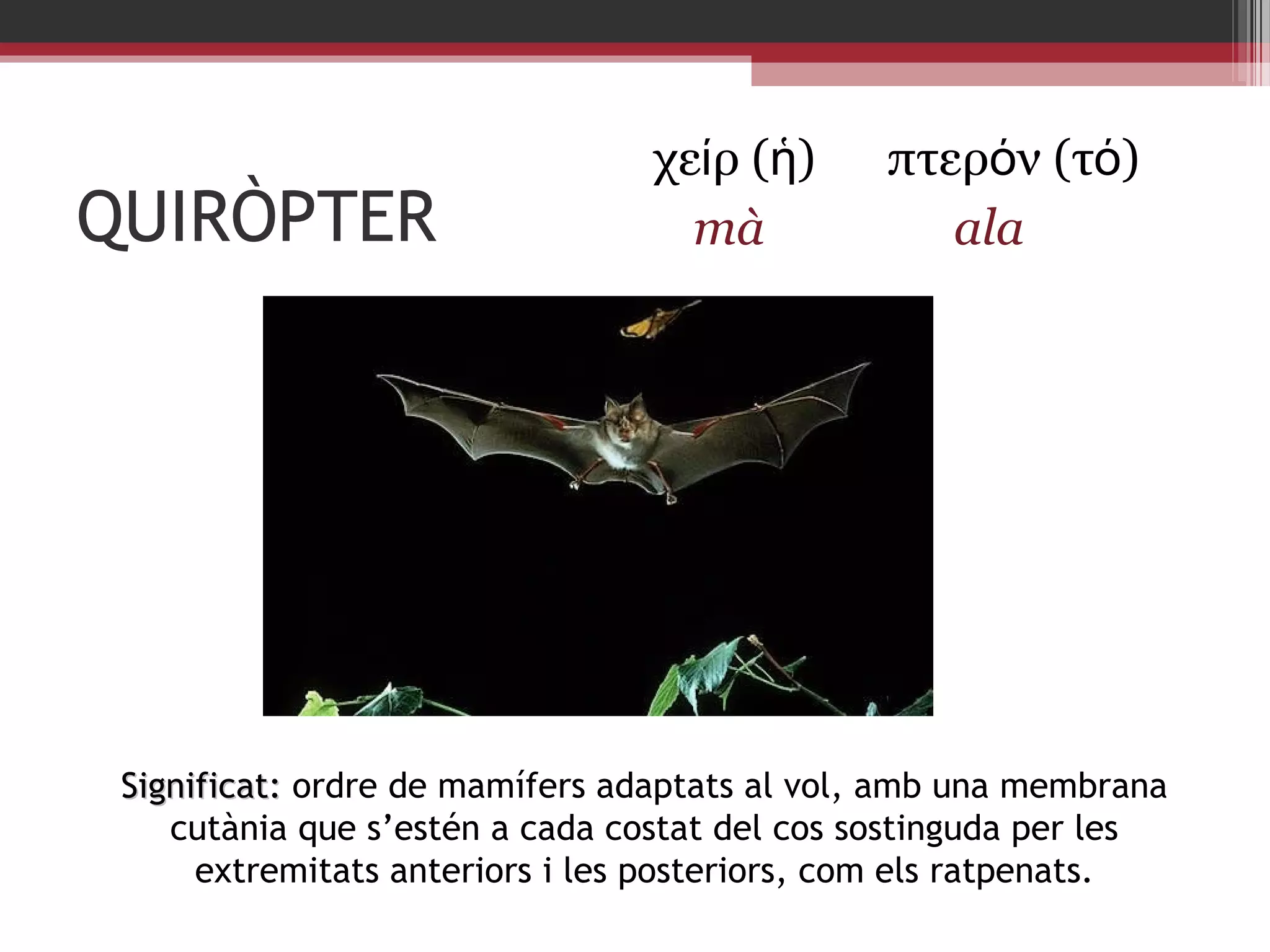 Plàstia , ptero- (Raquel, Judit, Daniela, Sofia) | PPT | Free Download