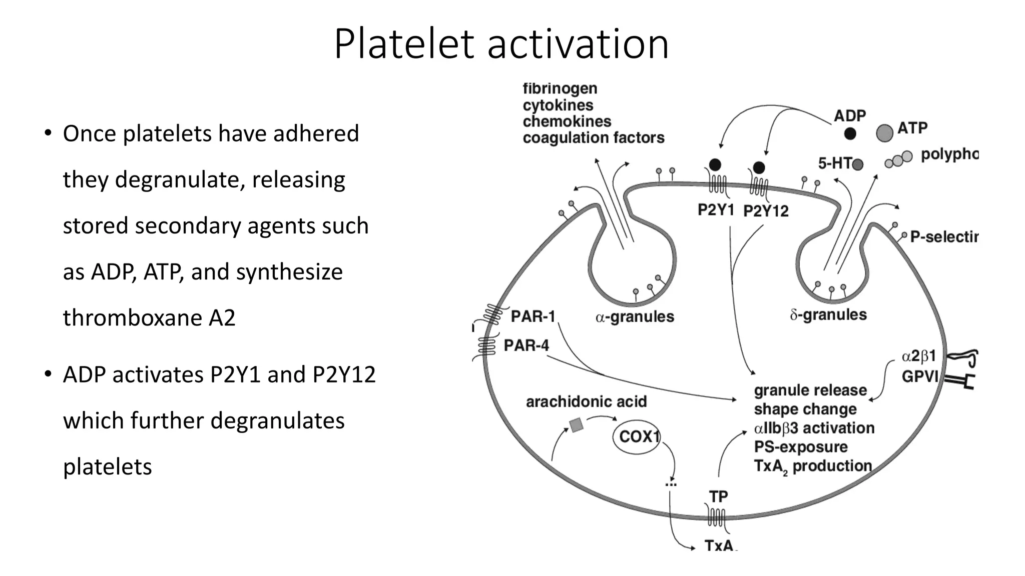 platelet function, disorders and its assesment | PPTX