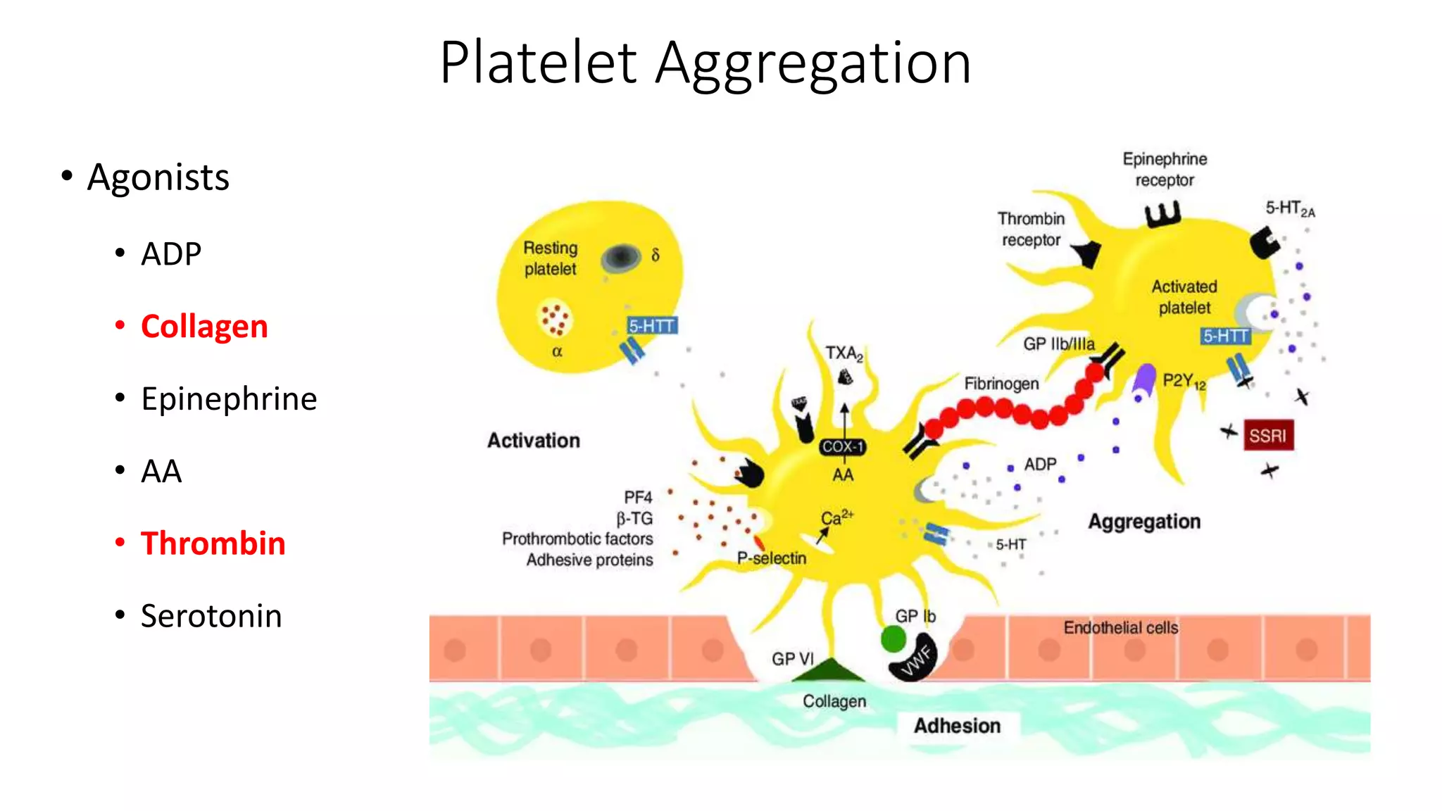 platelet function, disorders and its assesment | PPTX