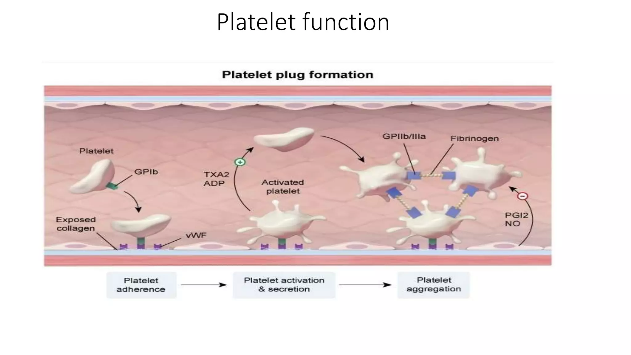 platelet function, disorders and its assesment | PPTX