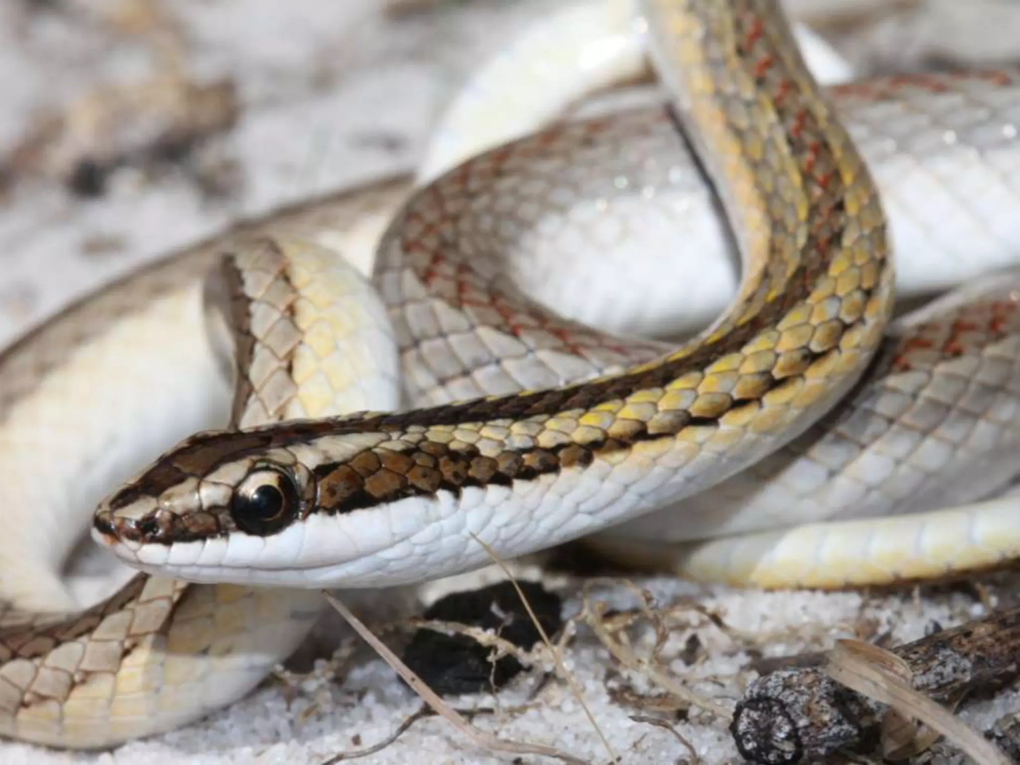 Plt interesting inventory discoveries | PPTX