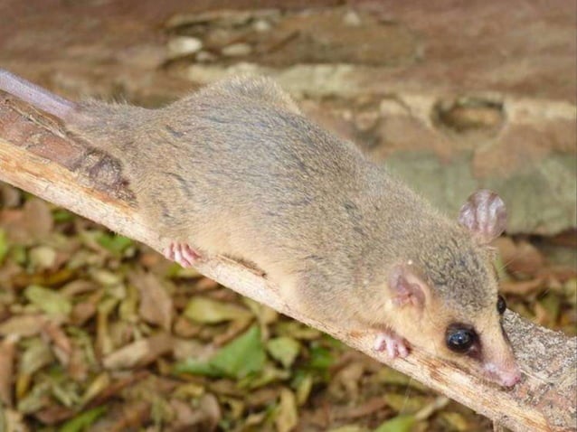 Plt interesting inventory discoveries | PPTX