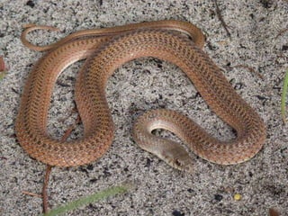 Plt interesting inventory discoveries | PPTX