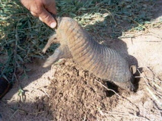 Plt interesting inventory discoveries | PPTX