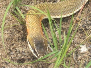 Plt interesting inventory discoveries | PPTX