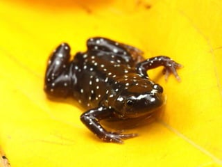 Plt interesting inventory discoveries | PPTX