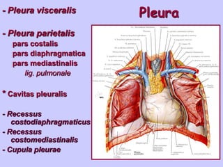 Pluca | PPT