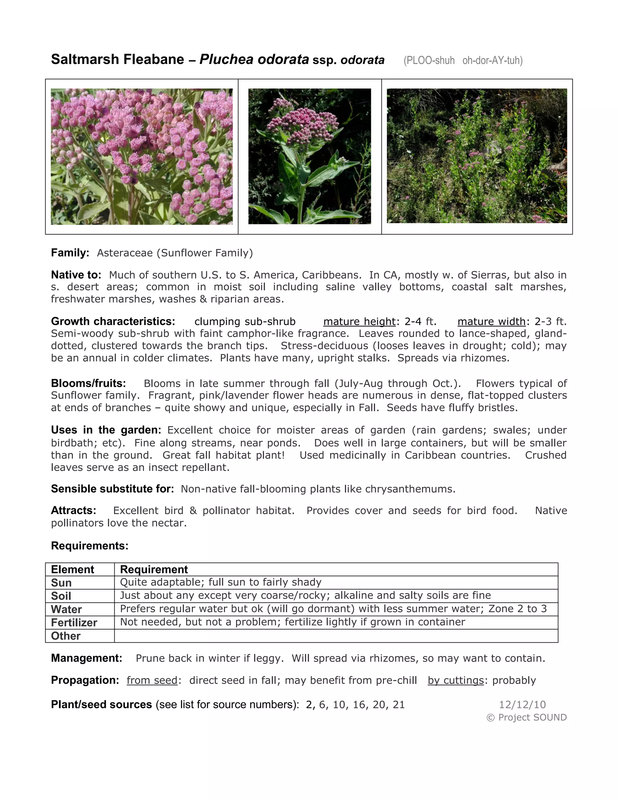 Pluchea odorata | PDF